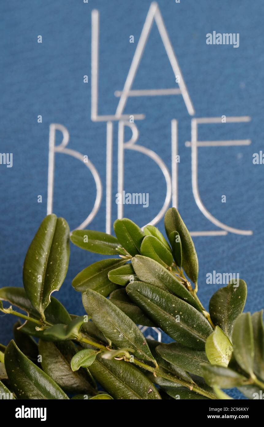 Bible and boxwood branch. Holy week and Palm Sunday celebration. France ...