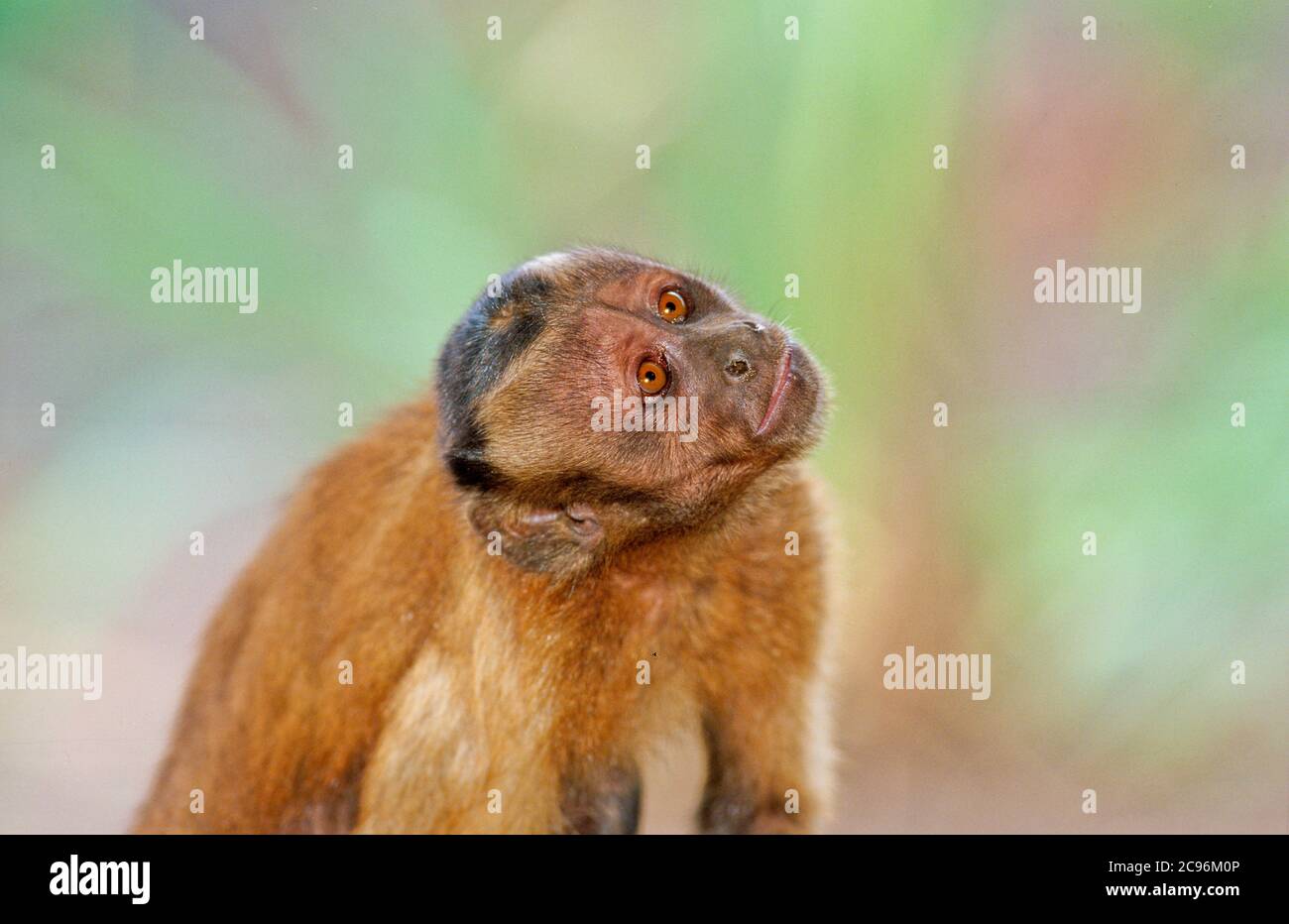 BROWN CAPUCIN MONKEY (Cebus apella), CEBO DAI CORNETTI, BRAZO ...