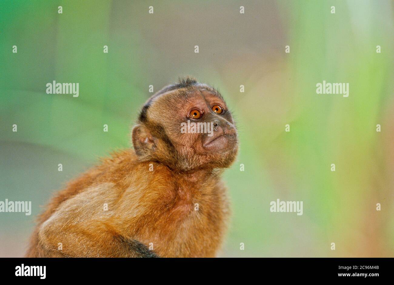 BROWN CAPUCIN MONKEY (Cebus apella), CEBO DAI CORNETTI, BRAZO ...