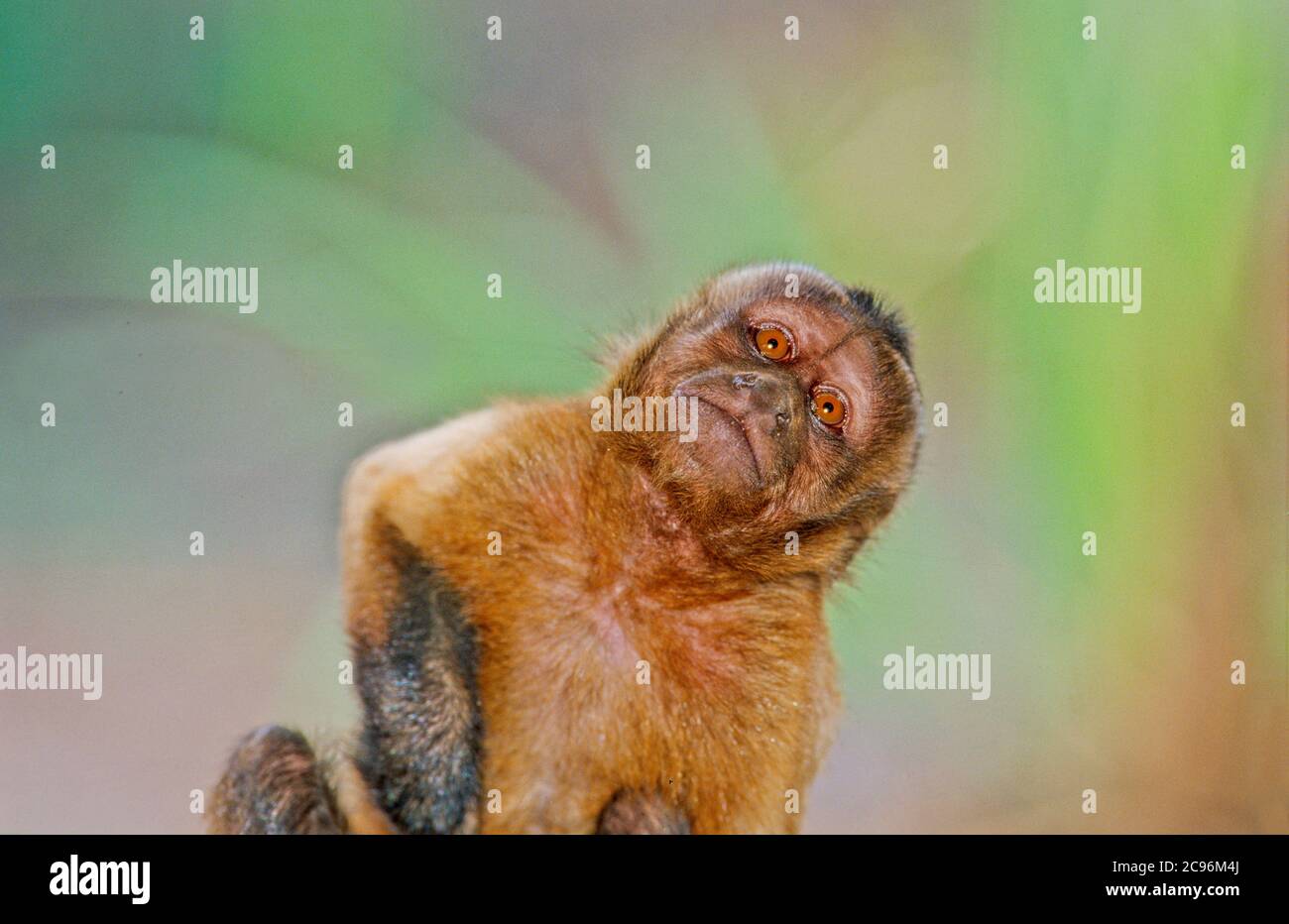 BROWN CAPUCIN MONKEY (Cebus apella), CEBO DAI CORNETTI, BRAZO ...