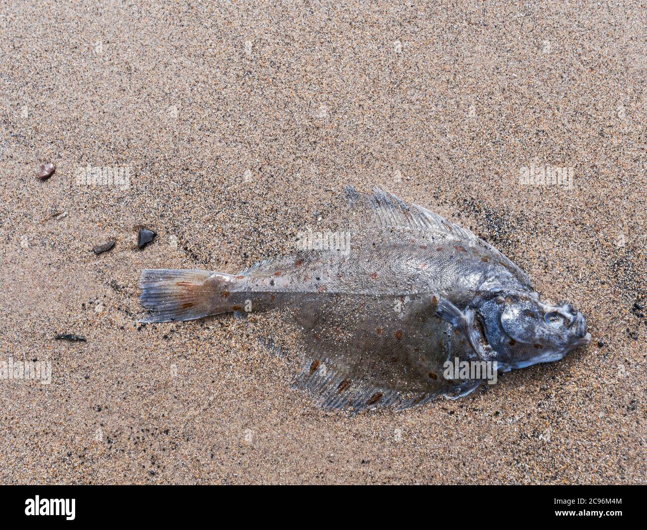 A European plaice fish, Pleuronetes platessa, washed up on a ...