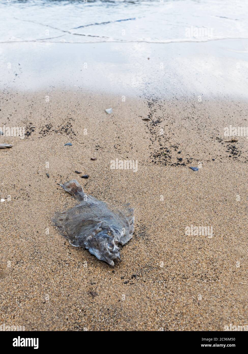 A European plaice fish, Pleuronetes platessa, washed up on a ...