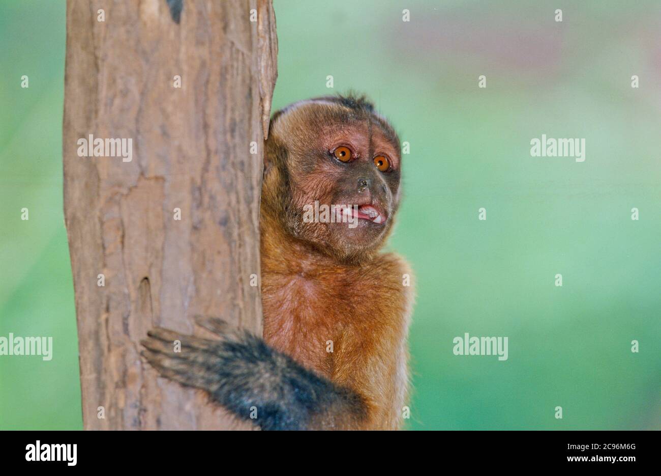 BROWN CAPUCIN MONKEY (Cebus apella), CEBO DAI CORNETTI, BRAZO ...