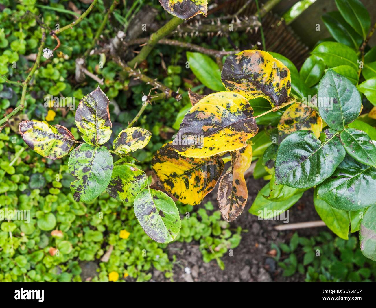 Marssonina fungus hi-res stock photography and images - Alamy