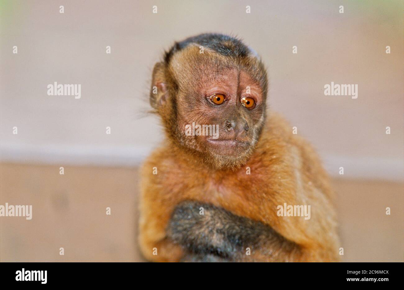 BROWN CAPUCIN MONKEY (Cebus apella), CEBO DAI CORNETTI, BRAZO ...