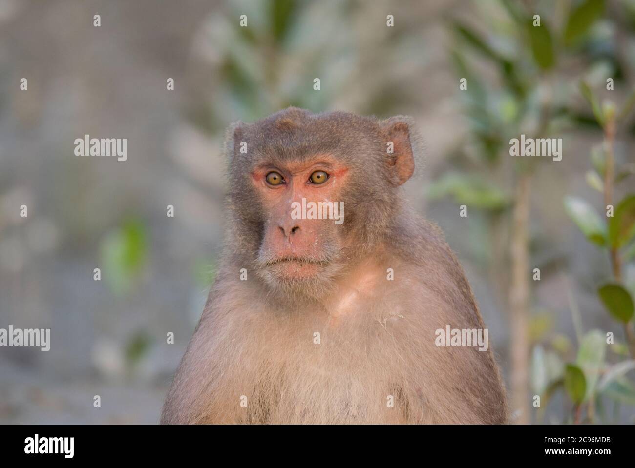 A portrait of a monkey at eye contact situation Stock Photo - Alamy
