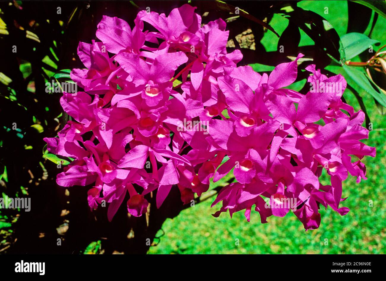Venezuela orchid hi-res stock photography and images - Alamy