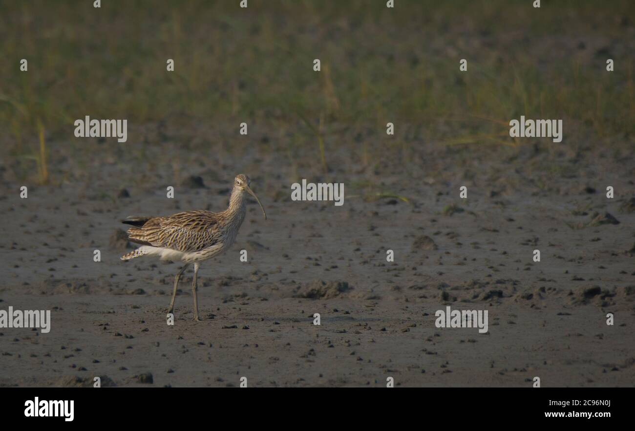 A wild bird moving and collecting food from river side Stock Photo - Alamy