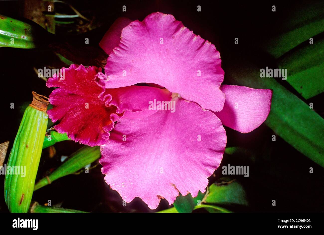 CATTLEYA ORCHID, VENEZUELA Stock Photo - Alamy