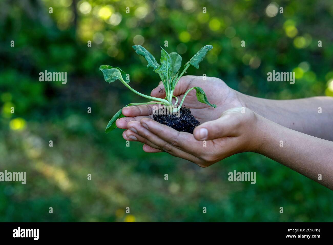 Boy holding a plant sprout in Eure, France Stock Photo - Alamy
