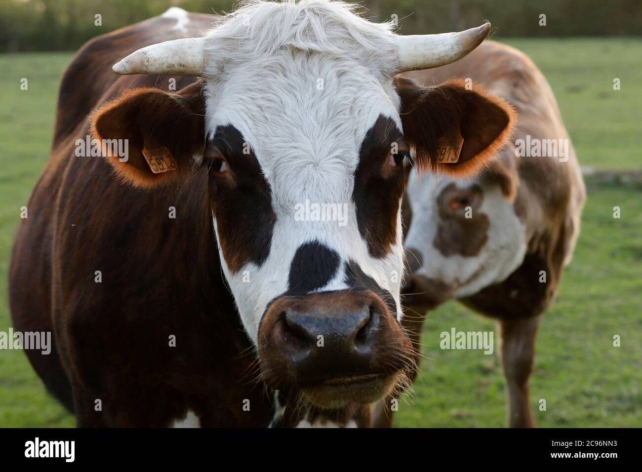 Normandie cows hi-res stock photography and images - Alamy