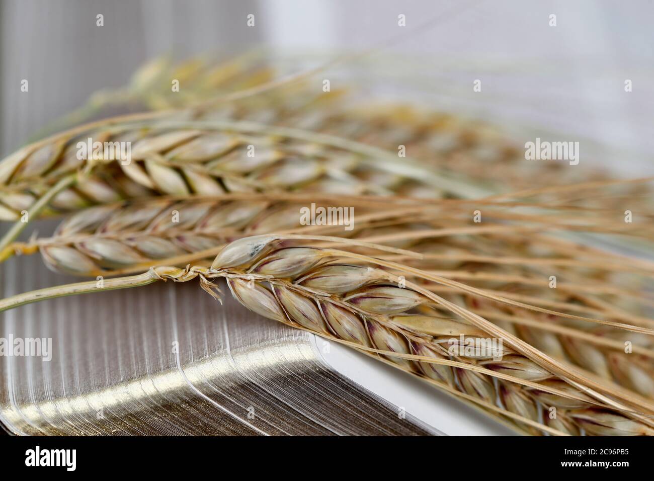 The sacred book of the Bible and ears of wheat as a symbol of spiritual ...