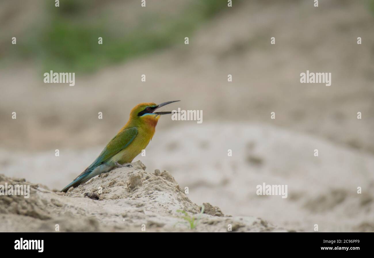 A wild bird on the dry grassland Stock Photo - Alamy