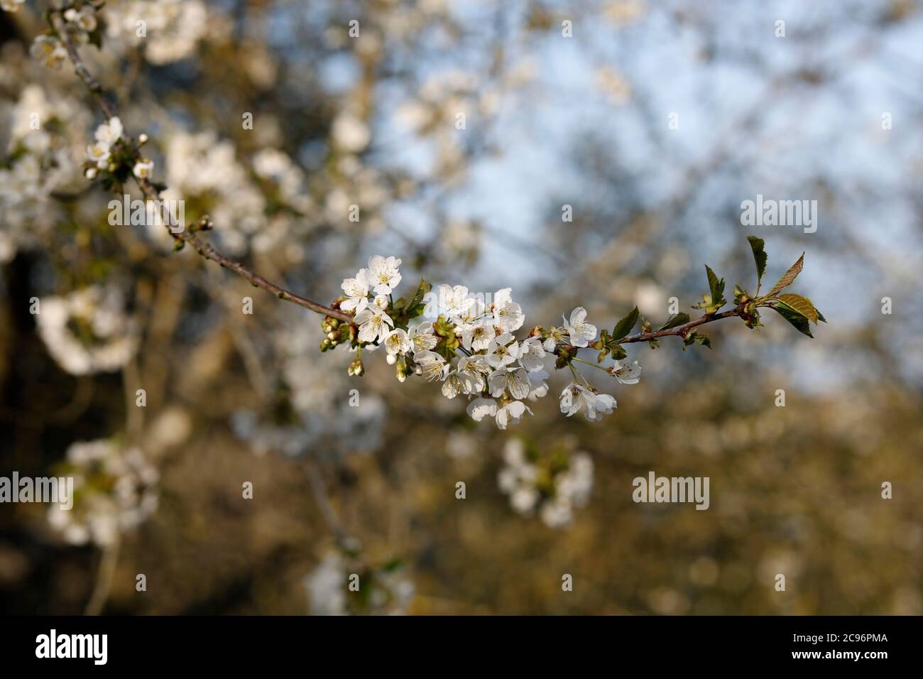 Spring blossoms in Normandy, France Stock Photo - Alamy