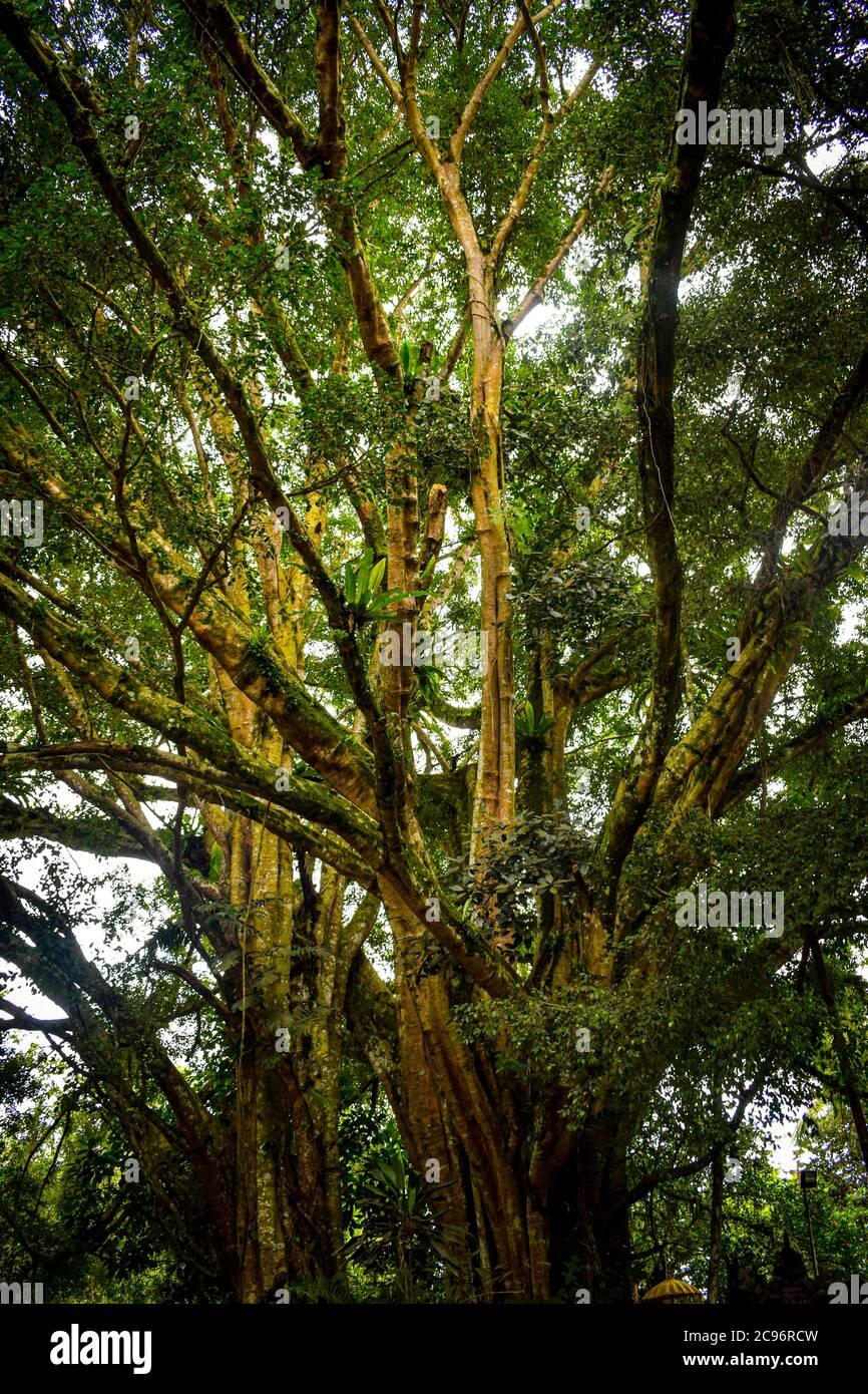 Big tree with branches and land with herbs, Big Trees in nature, scenic ...