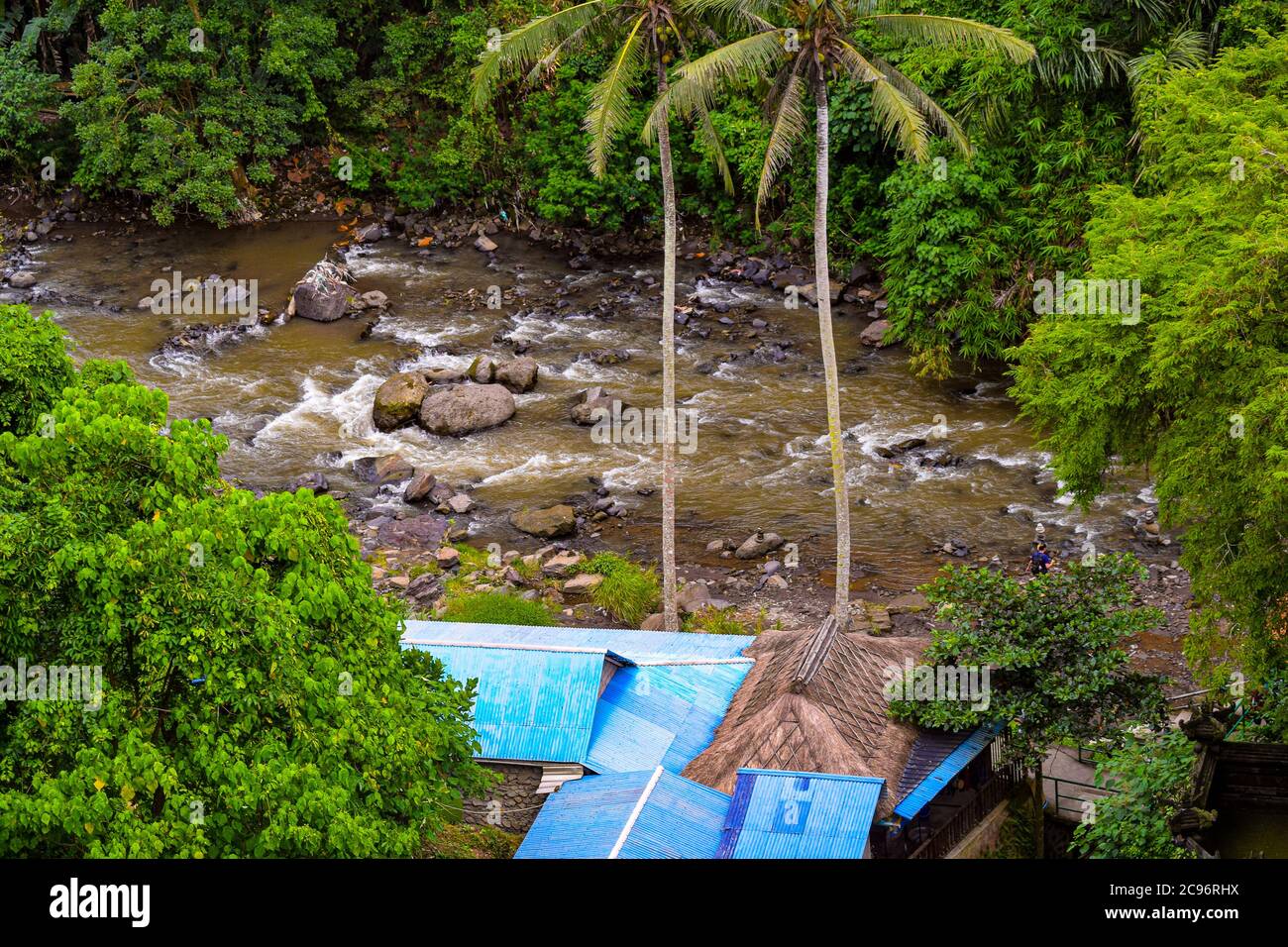 Big tree with branches and land with herbs, Big Trees in nature, scenic ...