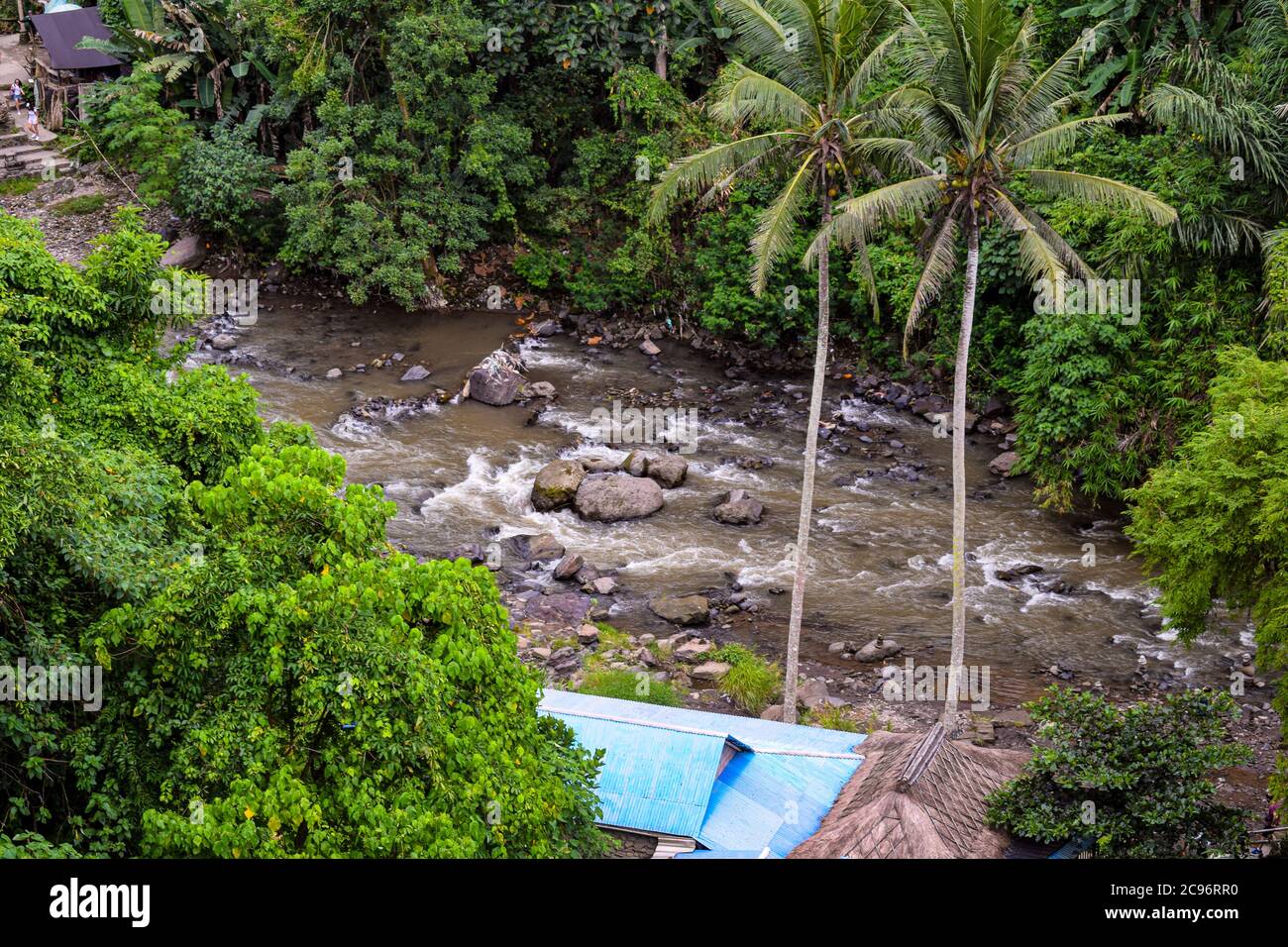 Big tree with branches and land with herbs, Big Trees in nature, scenic ...