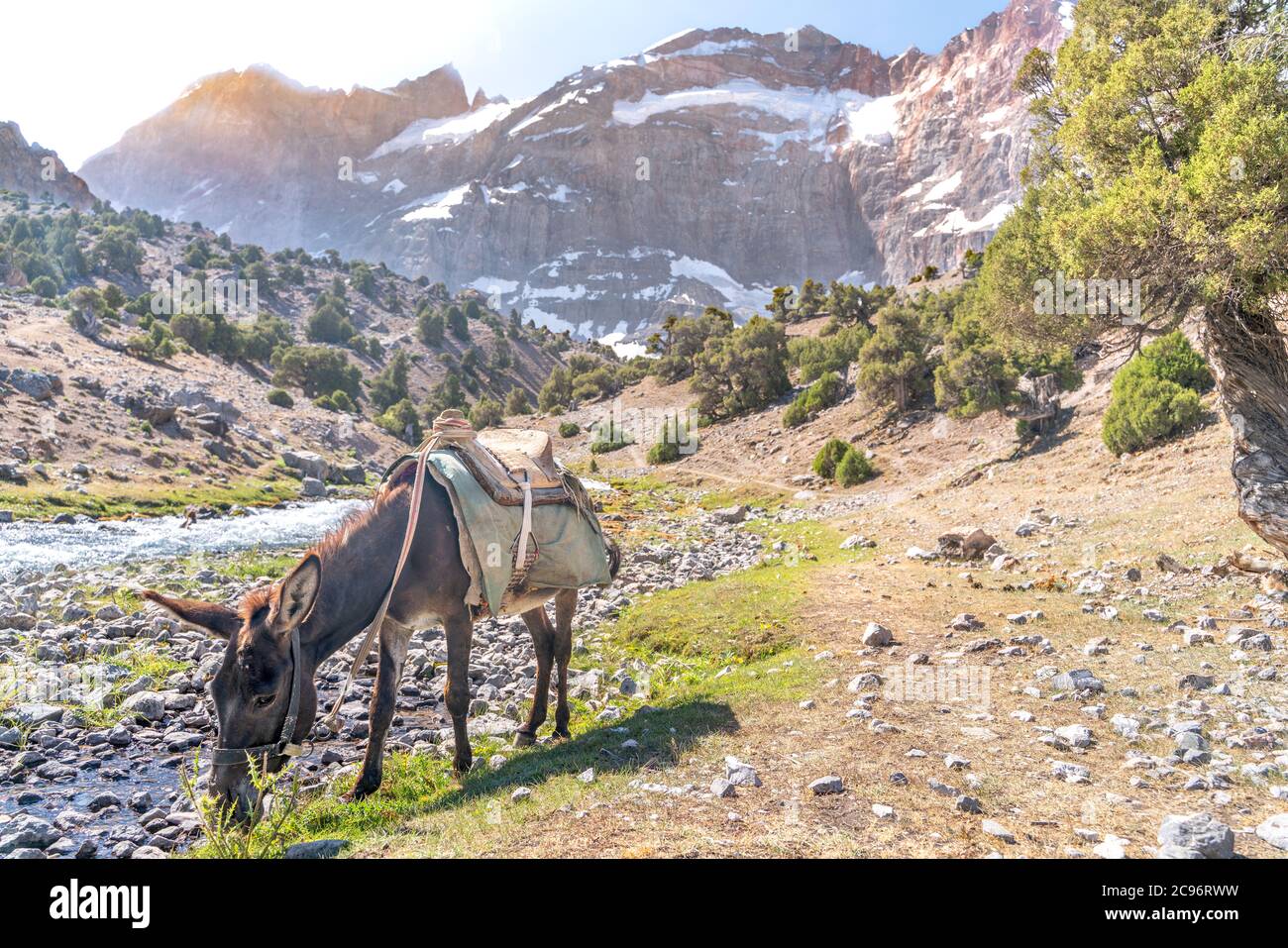 The domestic donkey on the duty of carrying cargo on saddle in Fann ...