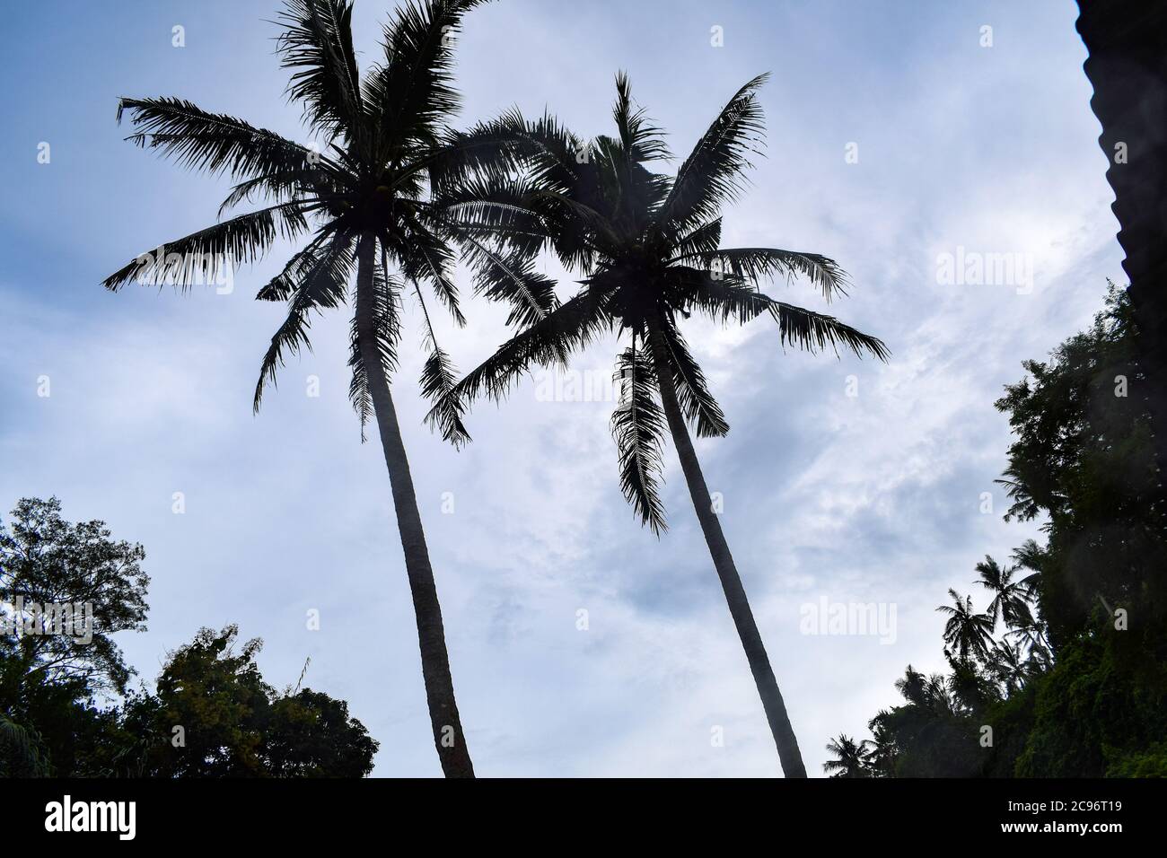 Big tree with branches and land with herbs, Big Trees in nature, scenic ...