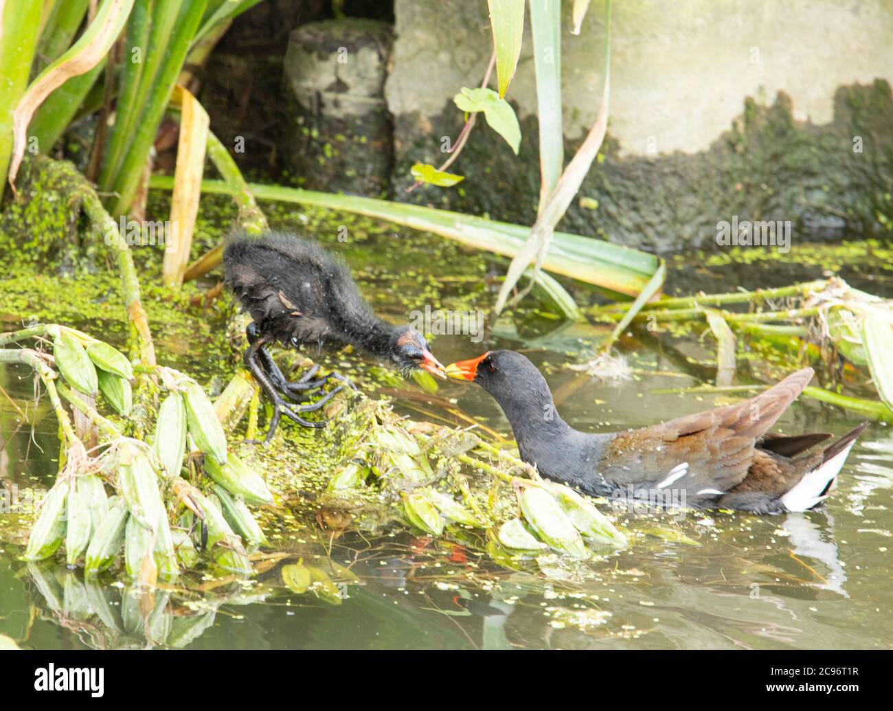 Moorhen baby hi-res stock photography and images - Alamy