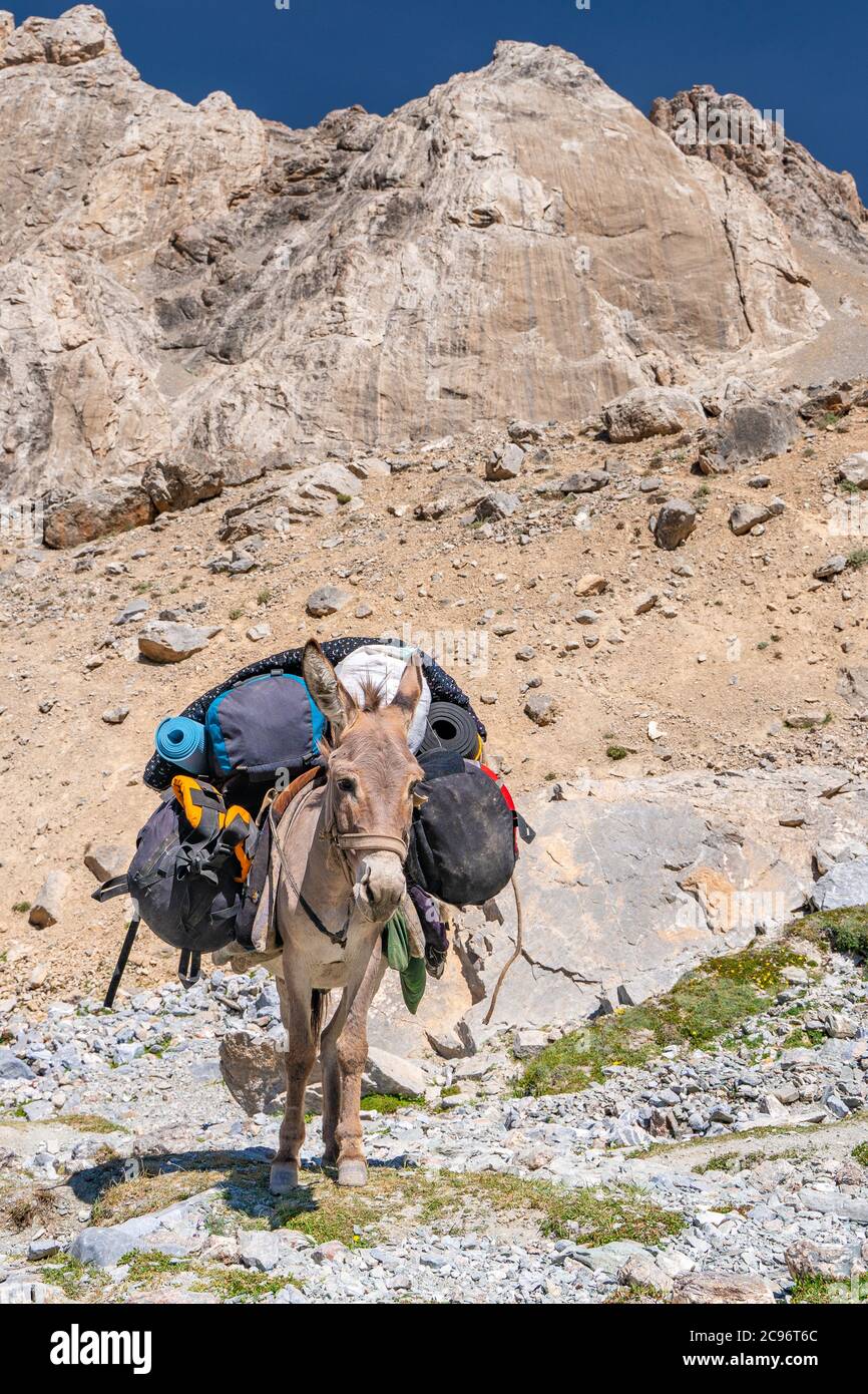 Donkey carrying luggage hi-res stock photography and images - Alamy