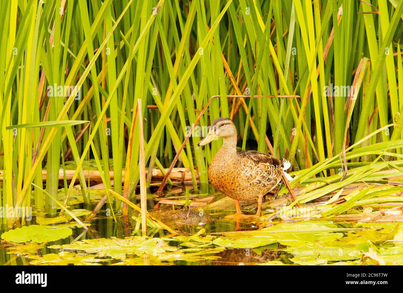 Female Gadwall, Duck, The River Cam, Cambridge, UK, Summer 2020 Stock ...