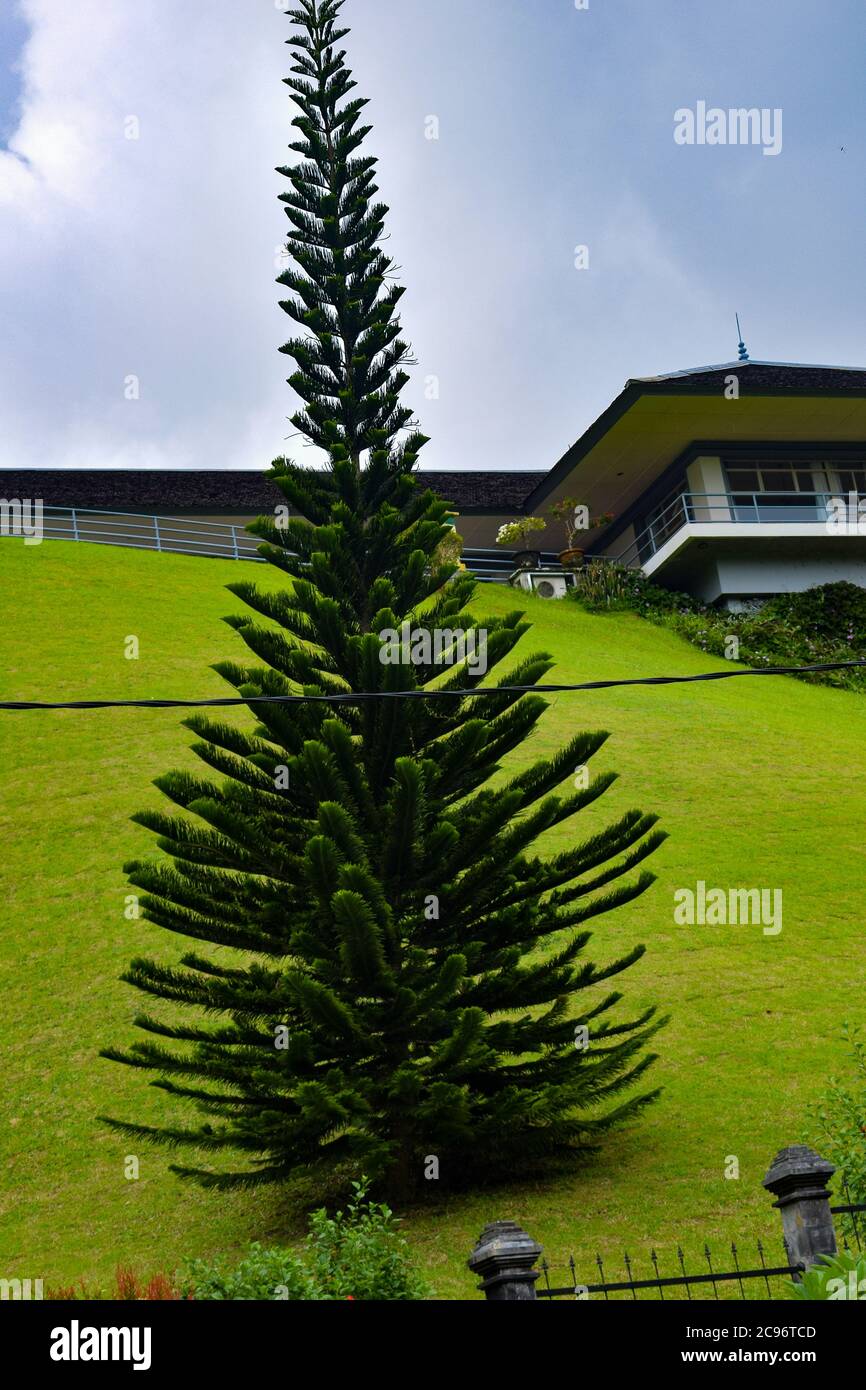Big tree with branches and land with herbs, Big Trees in nature, scenic ...