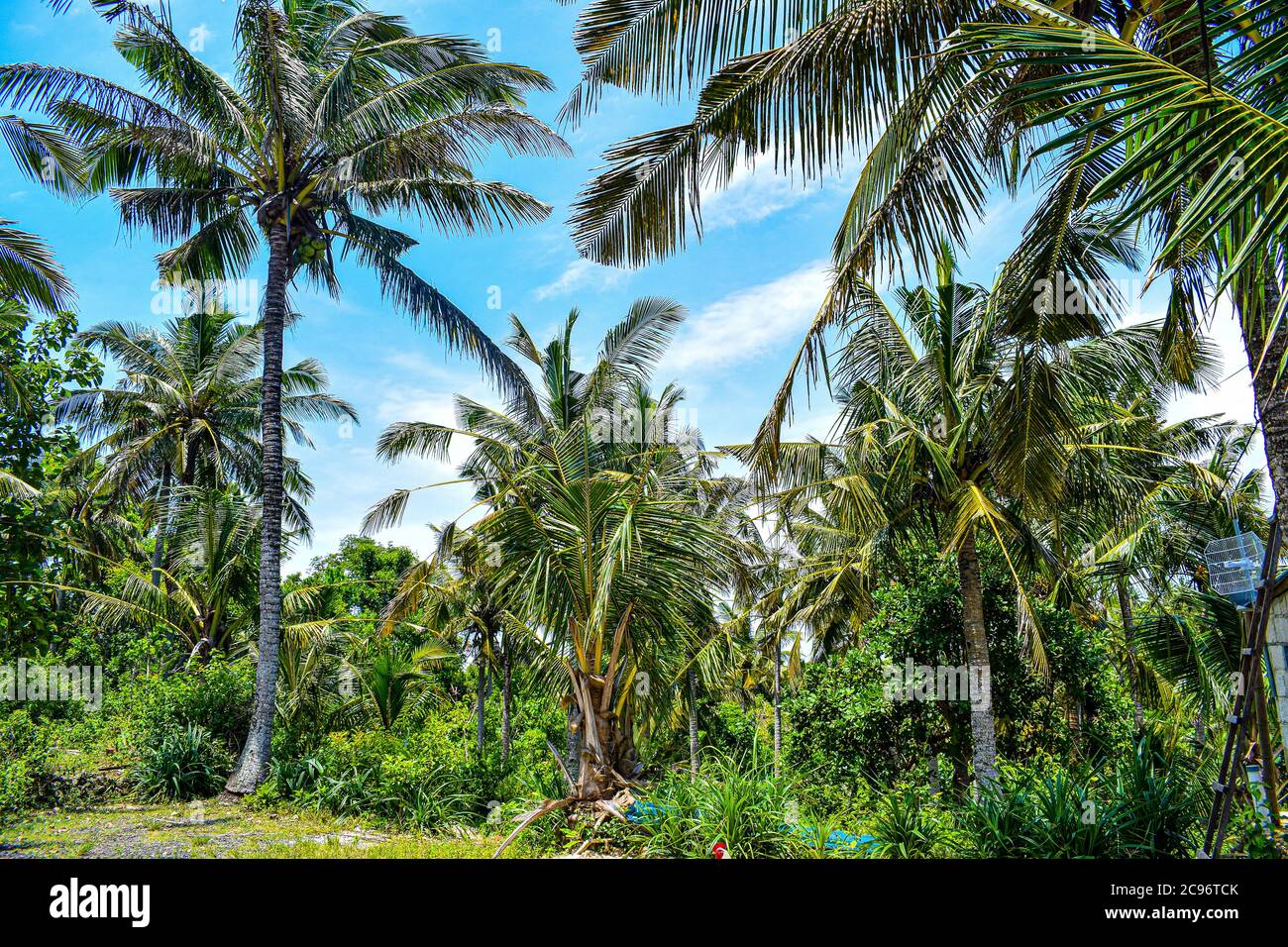 Big tree with branches and land with herbs, Big Trees in nature, scenic ...