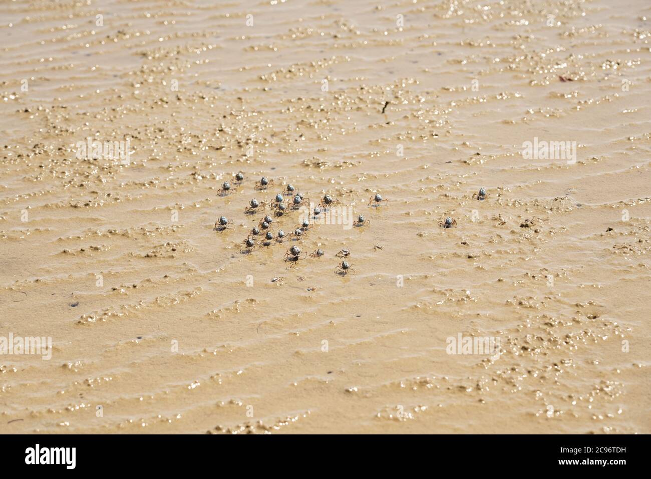 Mictyris longicarpus light-blue soldier crabs Australia Stock Photo - Alamy