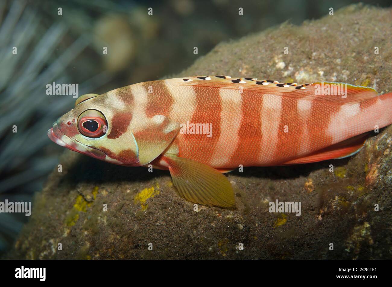 Blacktip grouper, Epinephelus fasciatus, Tulamben, Bali Sea, Indonesia ...