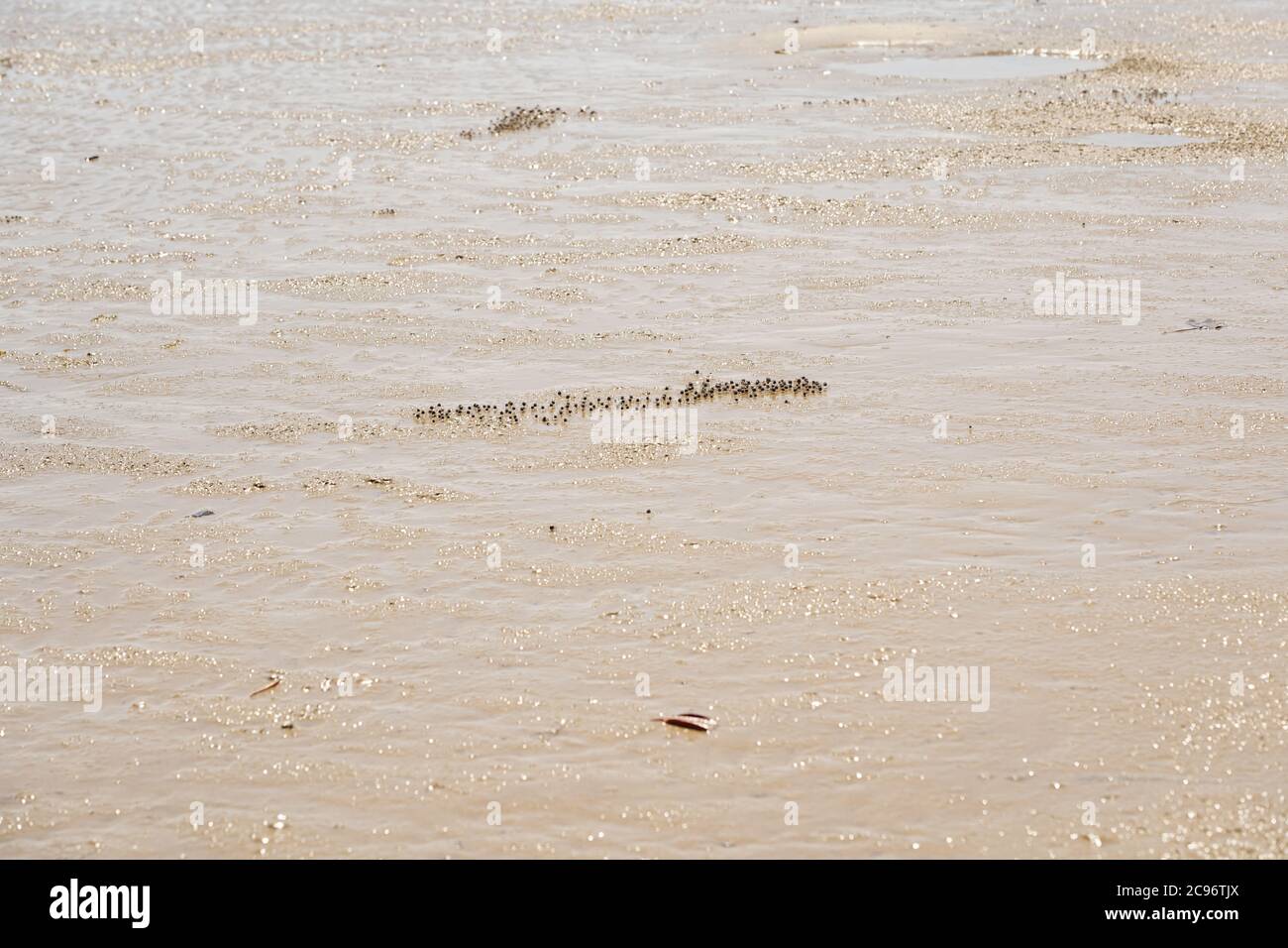 Mictyris longicarpus light-blue soldier crabs Australia Stock Photo - Alamy