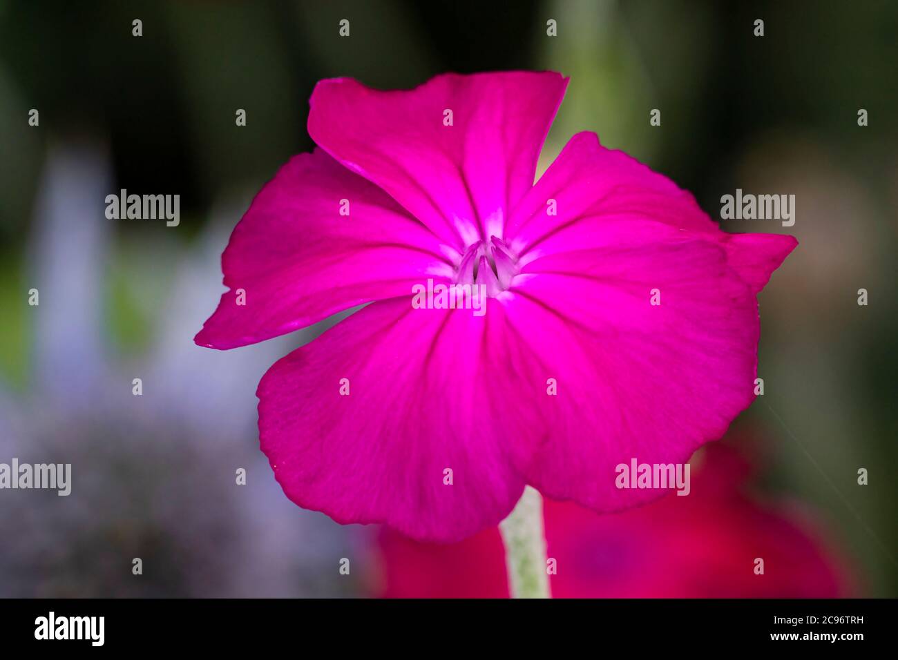 Rose Campion Lychnis coronaria Stock Photo - Alamy