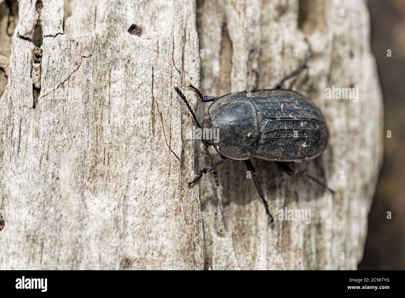 Silpha beetle hi-res stock photography and images - Alamy