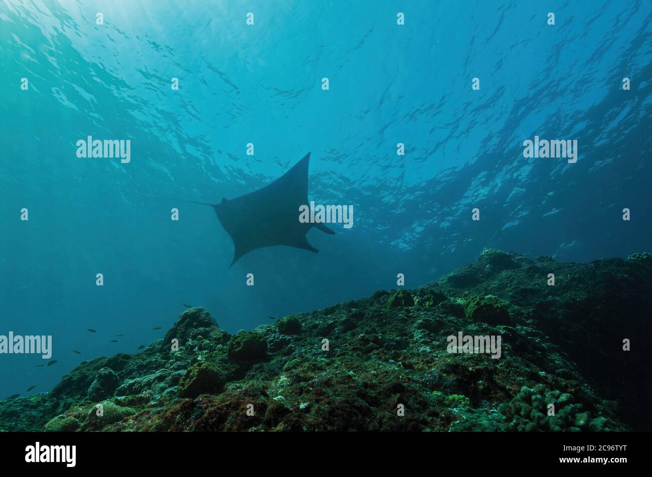 Reef Manta Ray, Mobula alfredi, Manta Point, Nusa Penida, Nusa ...