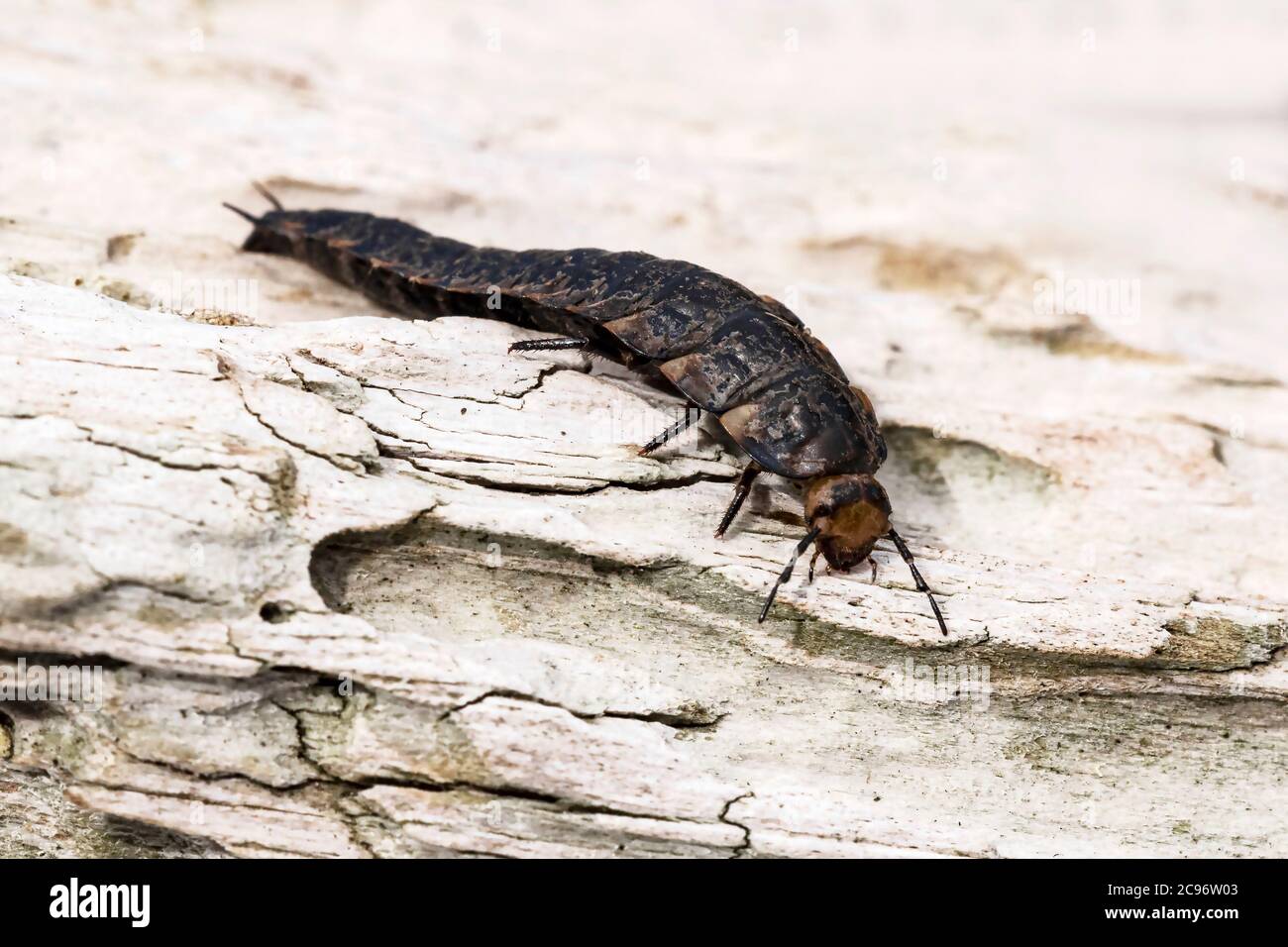 Larva of carrion hi-res stock photography and images - Alamy