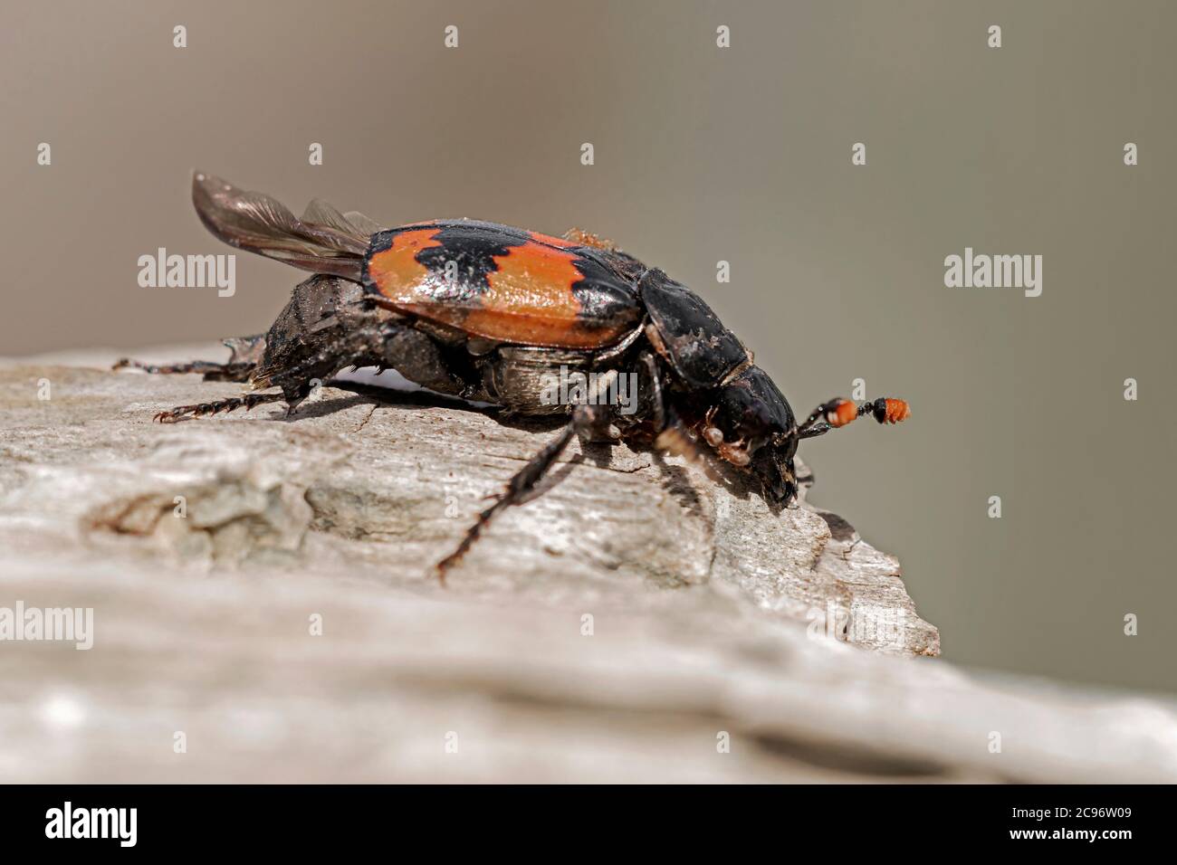 Common Burrowing Beetle Nicrophorus vespillo Stock Photo - Alamy