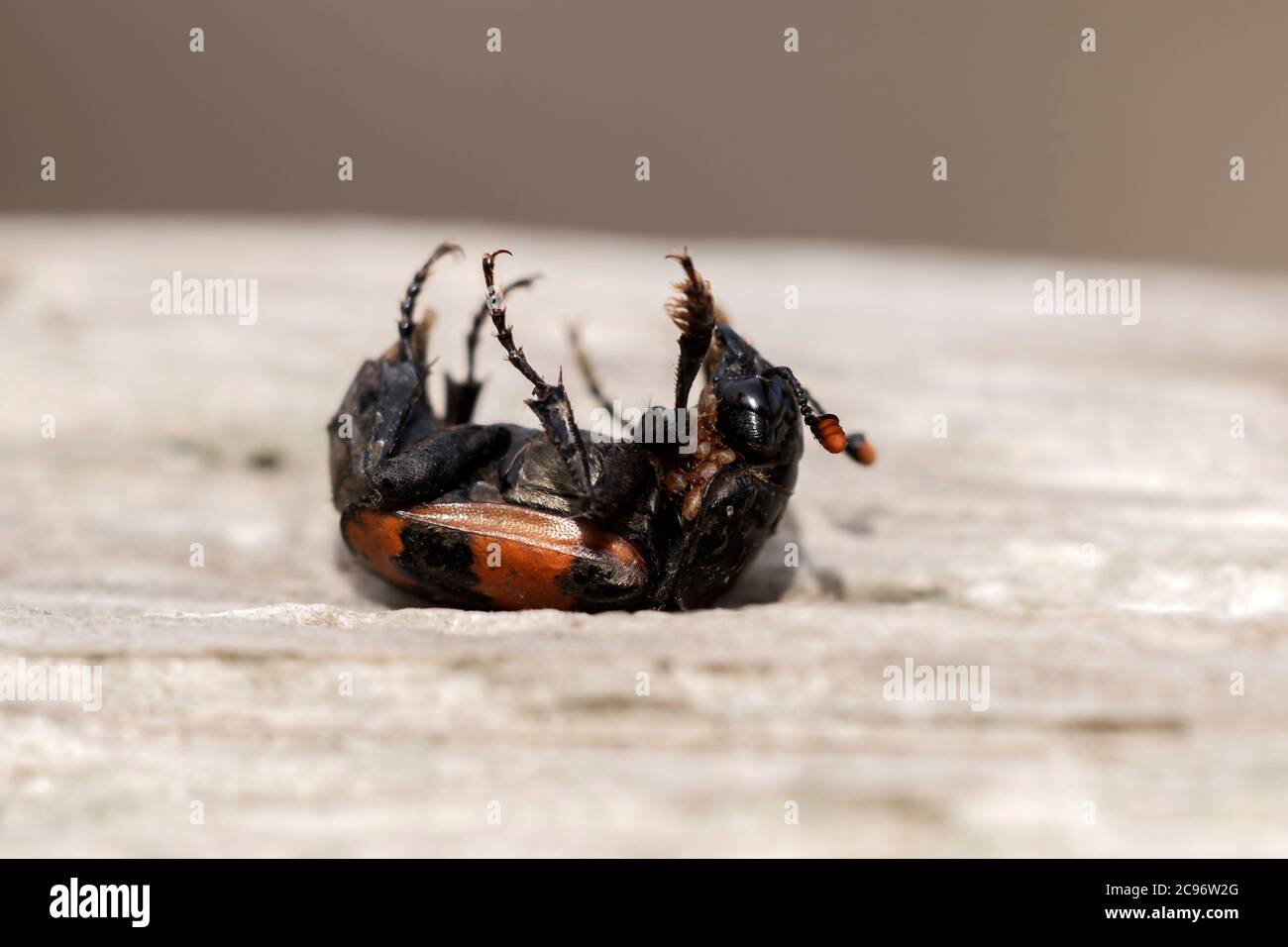Common Burrowing Beetle Nicrophorus vespillo Stock Photo - Alamy