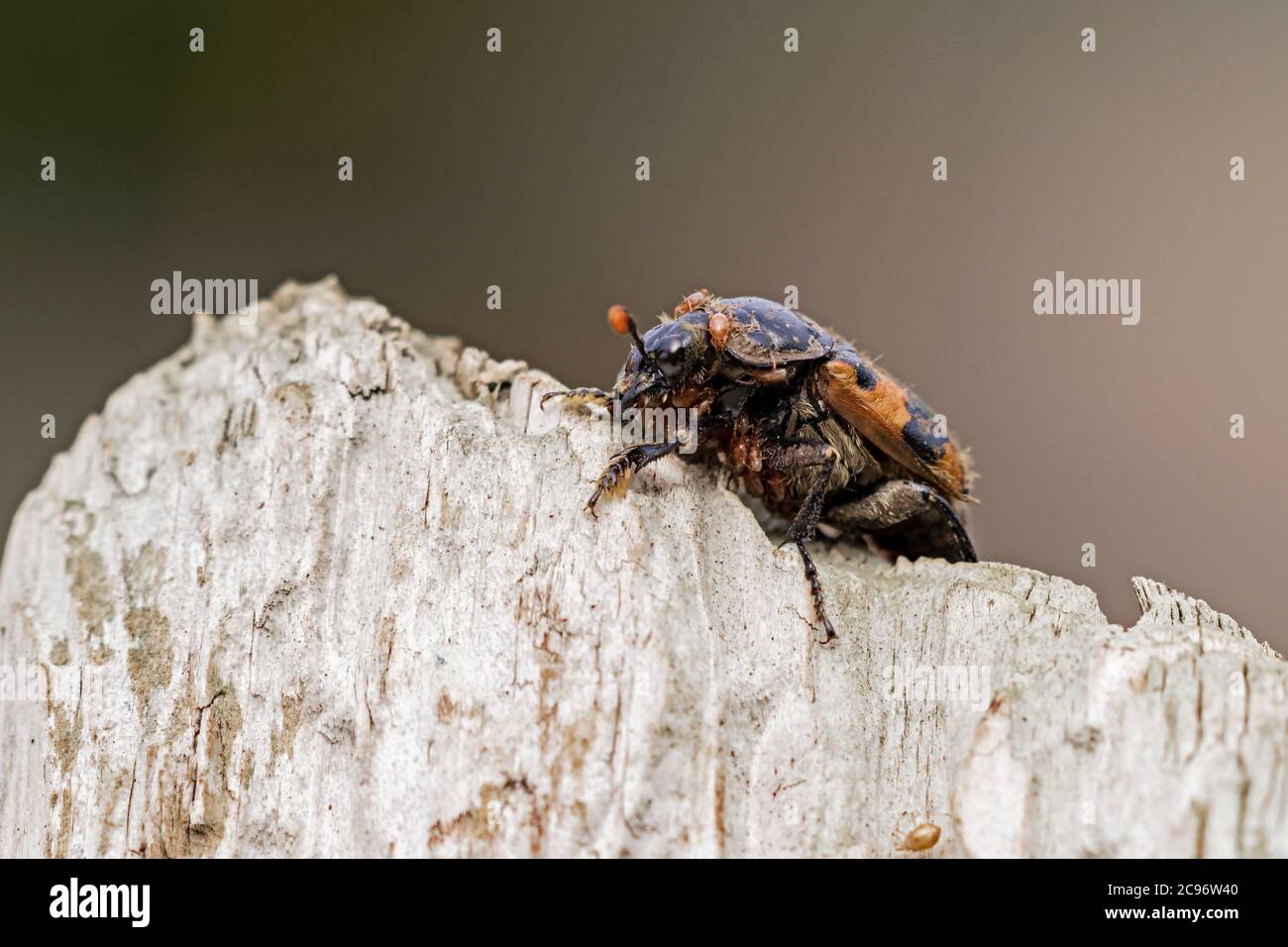 Common sexton beetle hi-res stock photography and images - Alamy