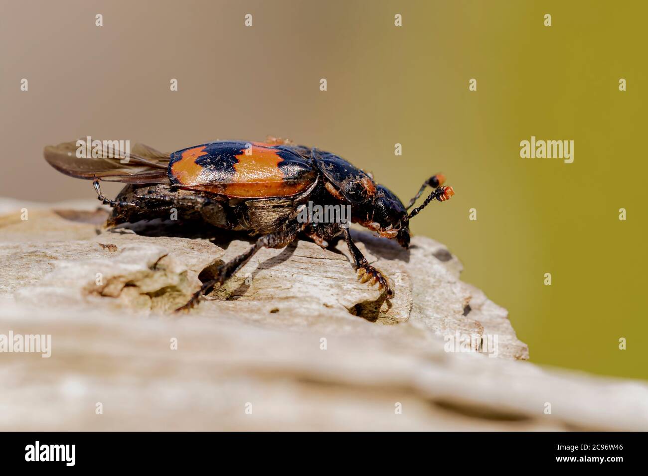 Common Burrowing Beetle Nicrophorus vespillo Stock Photo - Alamy
