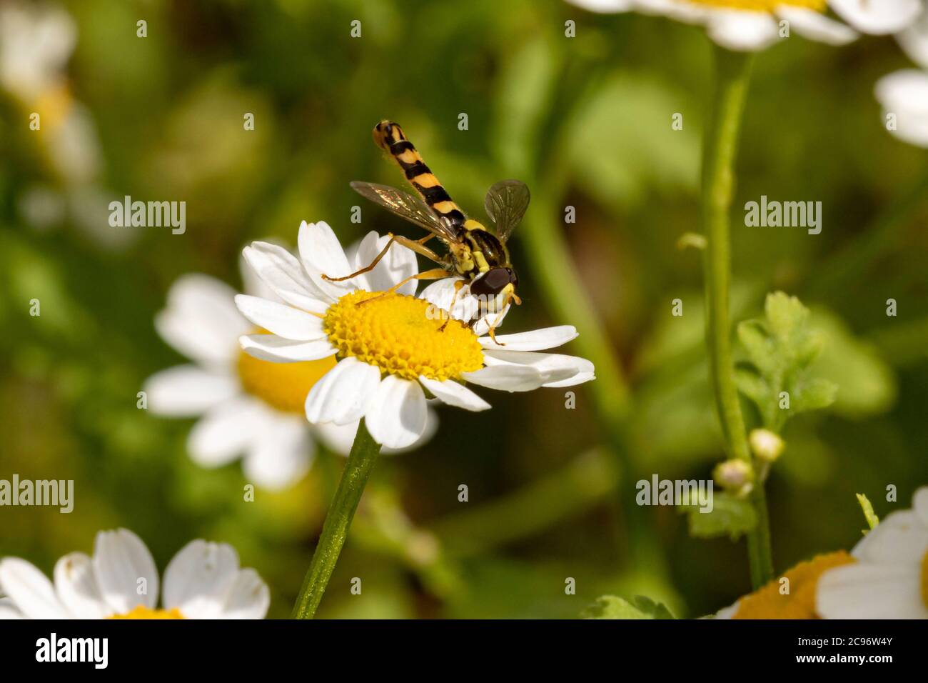 Sphaerophoria interrupta hi-res stock photography and images - Alamy