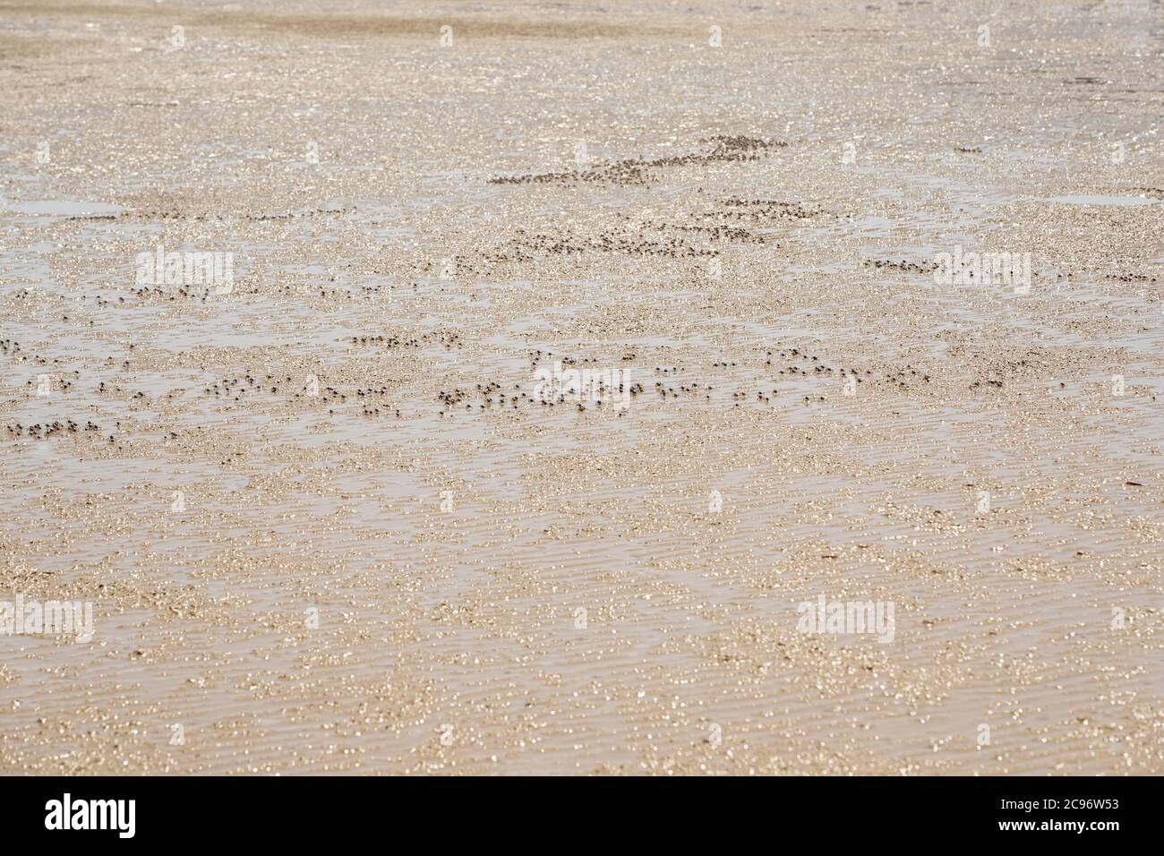 Mictyris longicarpus light-blue soldier crabs Australia Stock Photo - Alamy