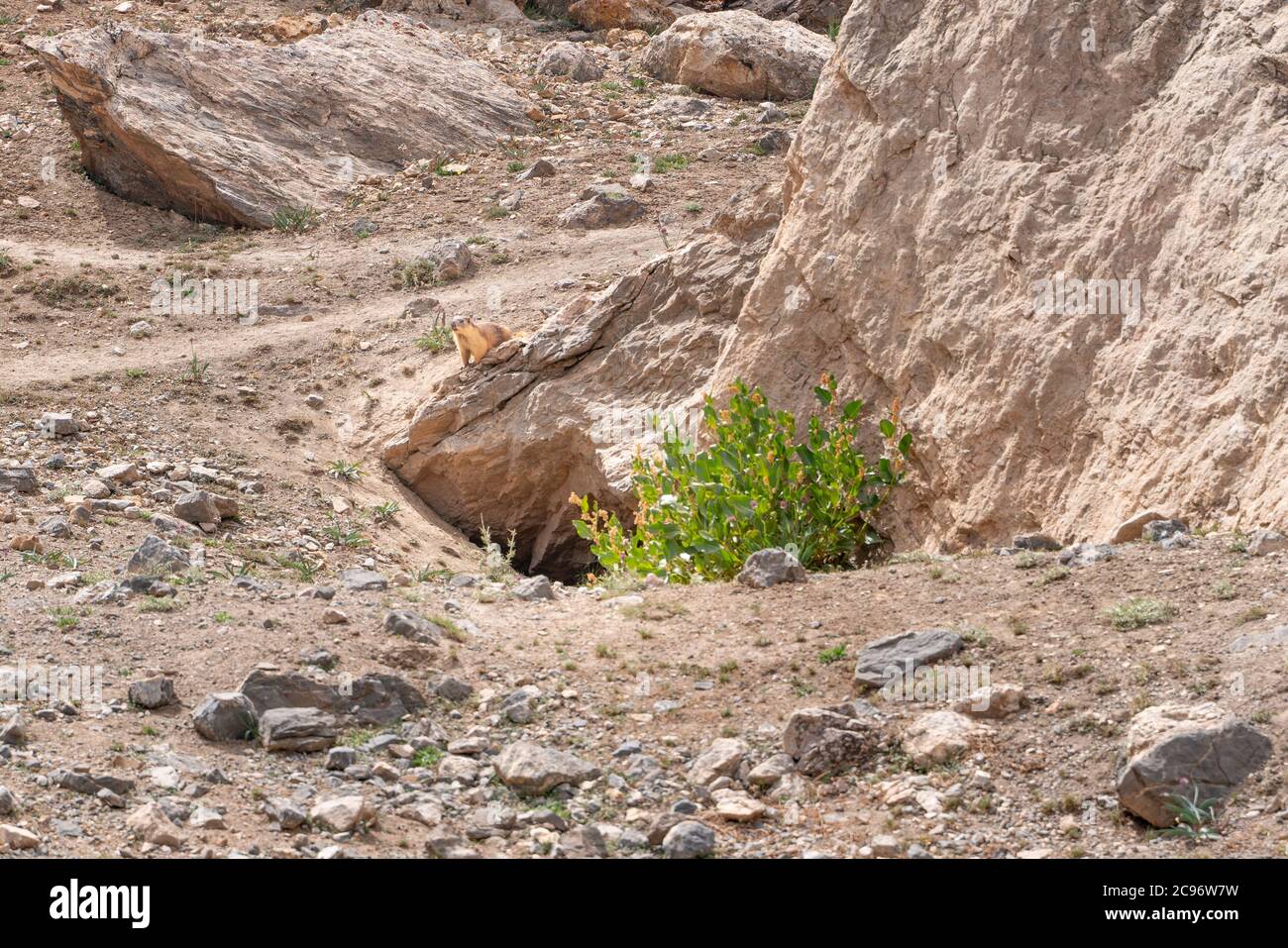 Gopher face hi-res stock photography and images - Alamy