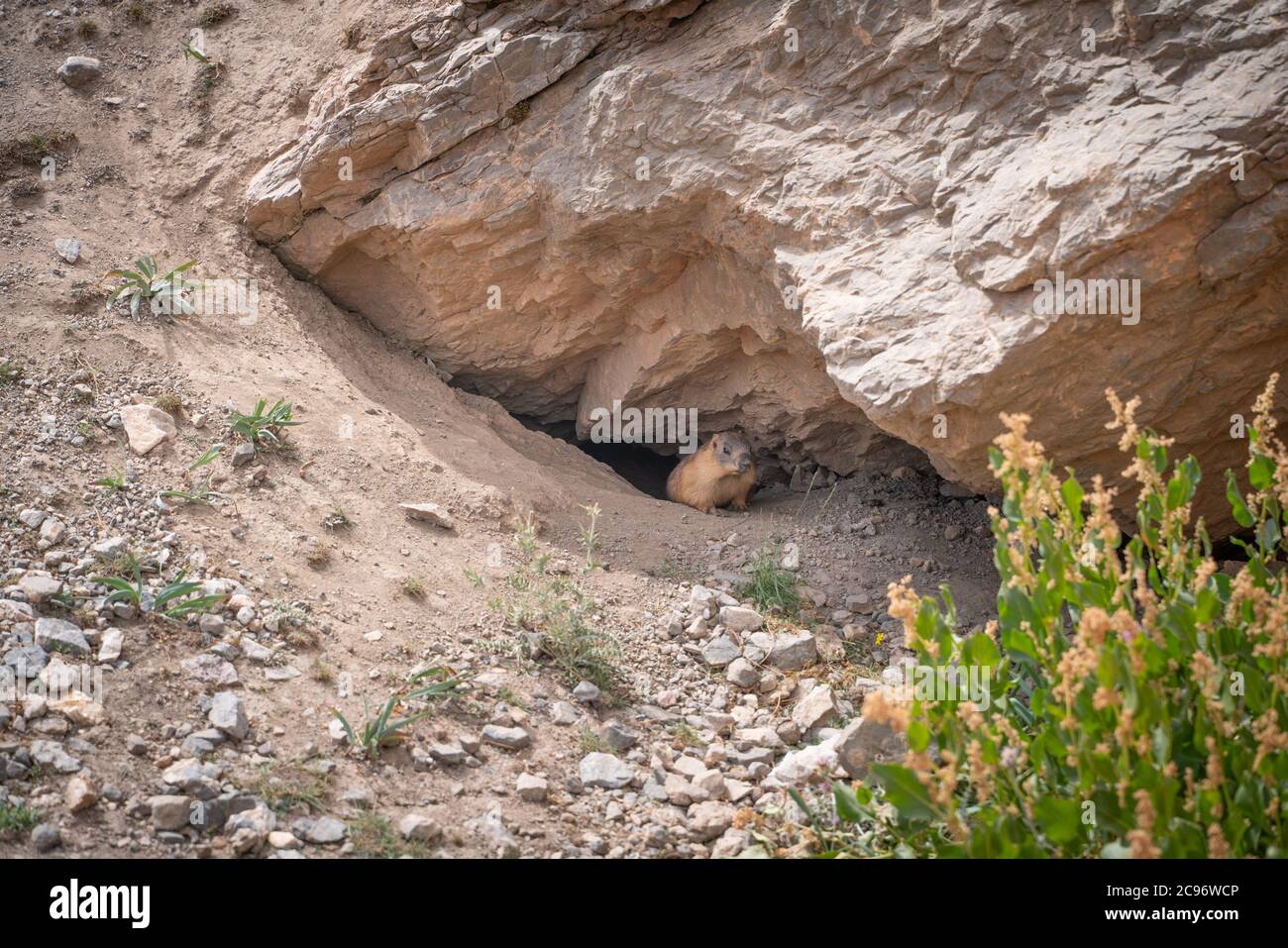 The small cute brown wild gopher in Alaudin national park in Tajikistan ...
