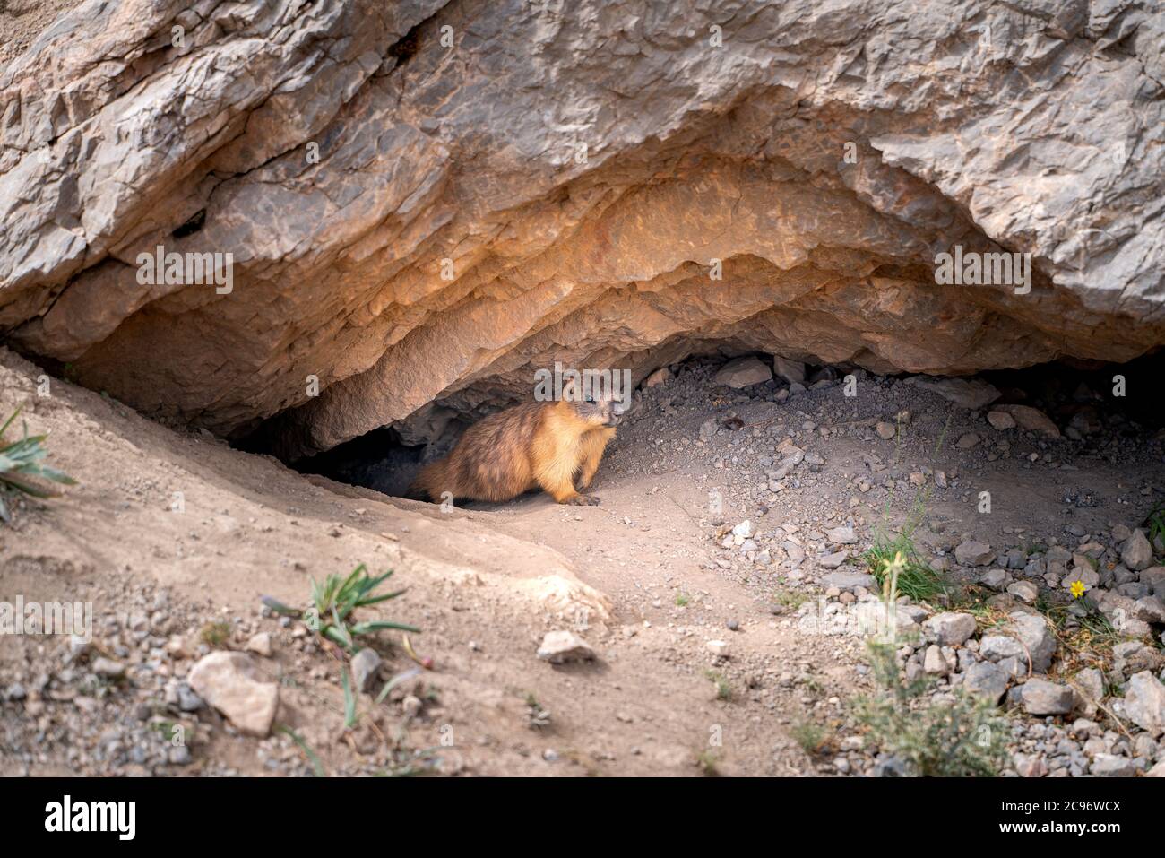 Gopher face hi-res stock photography and images - Alamy