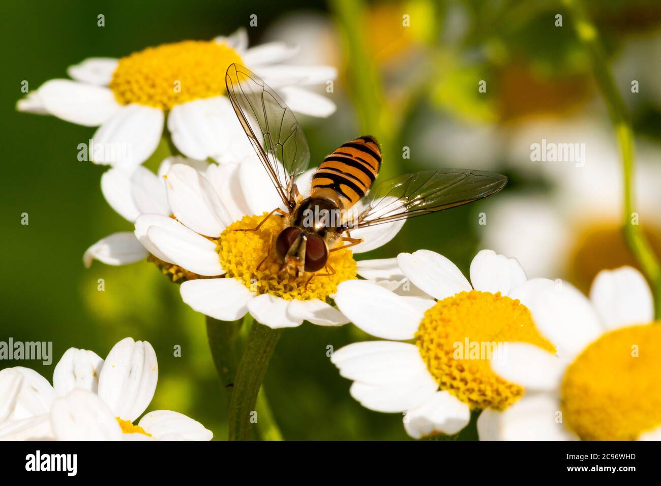 Marmalade Hoverfly Episyrphus balteatus Stock Photo - Alamy