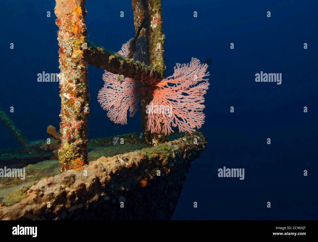 Coral growth on Boga wreck, Tulamben, Bali Stock Photo - Alamy