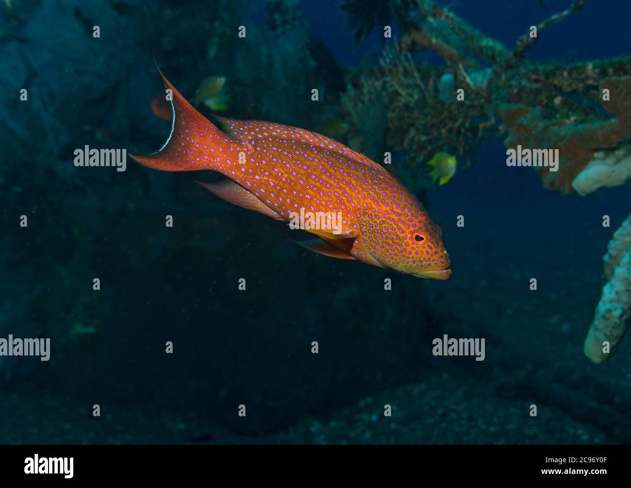 Underwater bali hi-res stock photography and images - Alamy