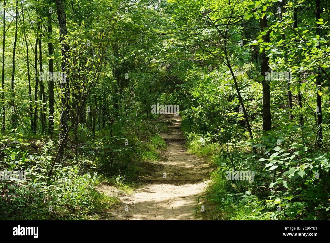 Walk through the forest hi-res stock photography and images - Alamy