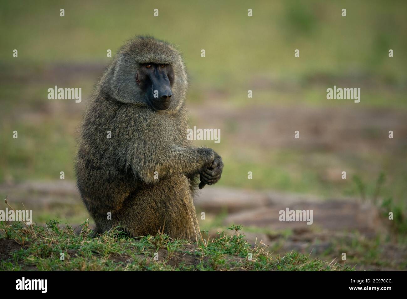 Primate hands clasping hi-res stock photography and images - Alamy