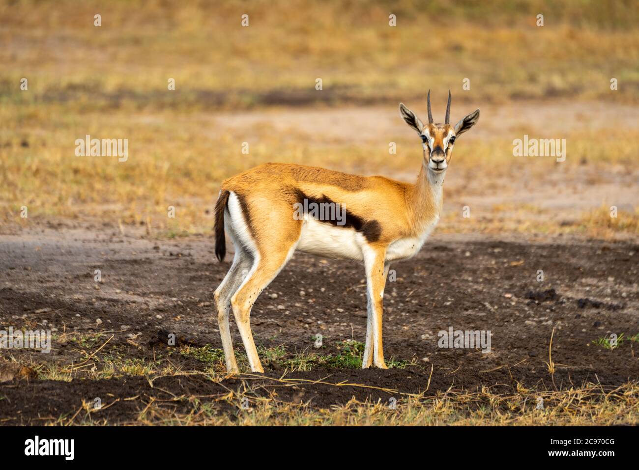 Gazelle stands hi-res stock photography and images - Alamy